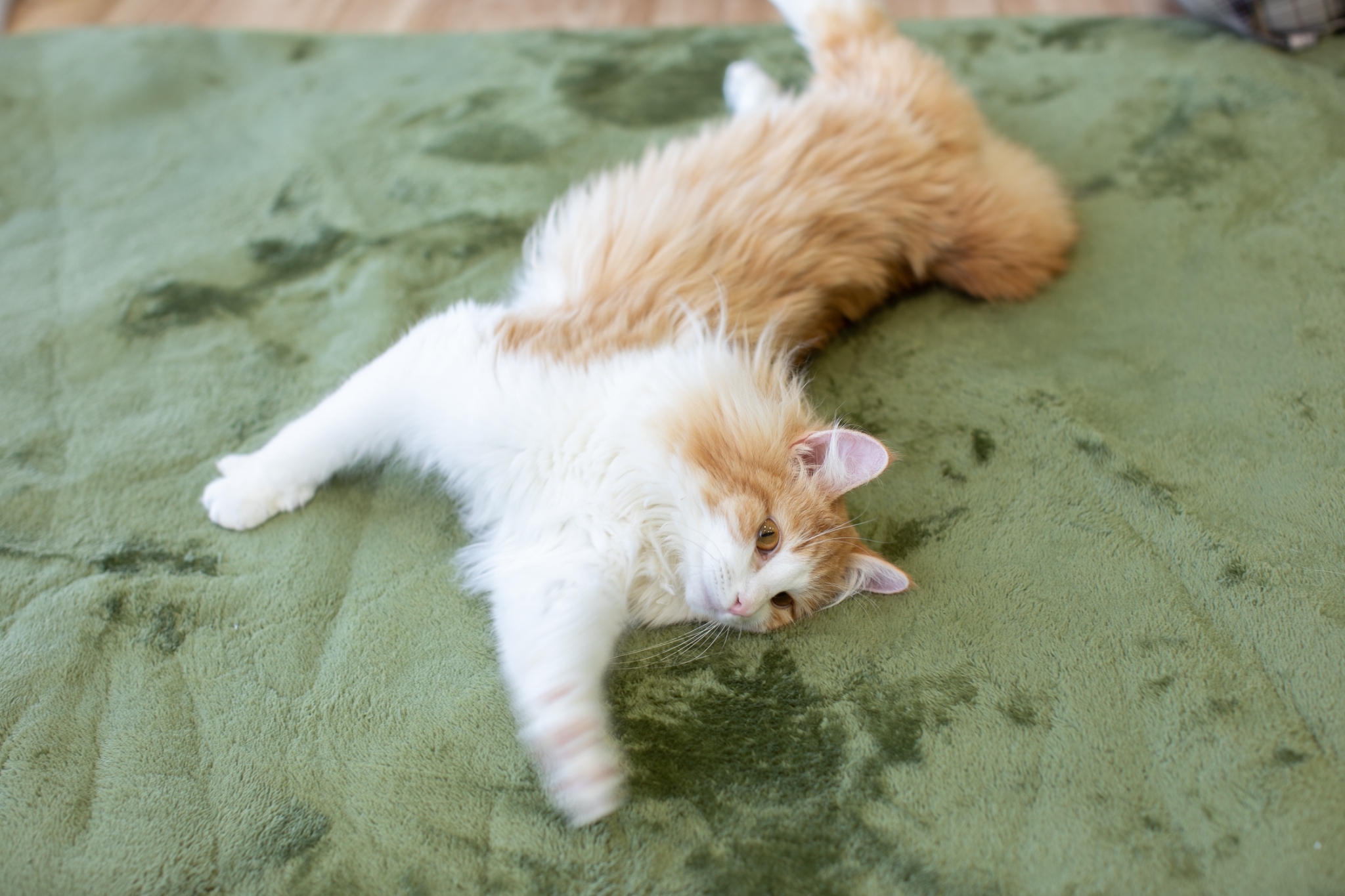 当店について - 里親探しの猫カフェ にゃんずはうす｜滋賀県長浜市